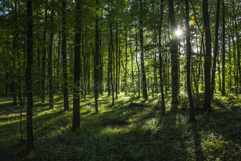 Sunshine in the Forest Behind the Trees Stock Photo - Image of green ...