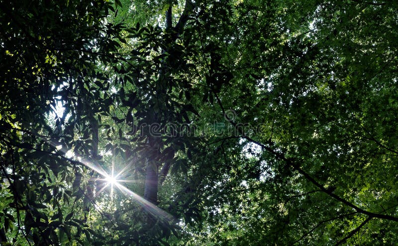 Sunshine through the Forest Ceiling Stock Photo - Image of park, forest ...