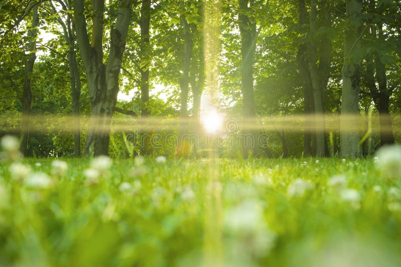 Sunshine Forest with Flowers Stock Image - Image of flower, meadow ...