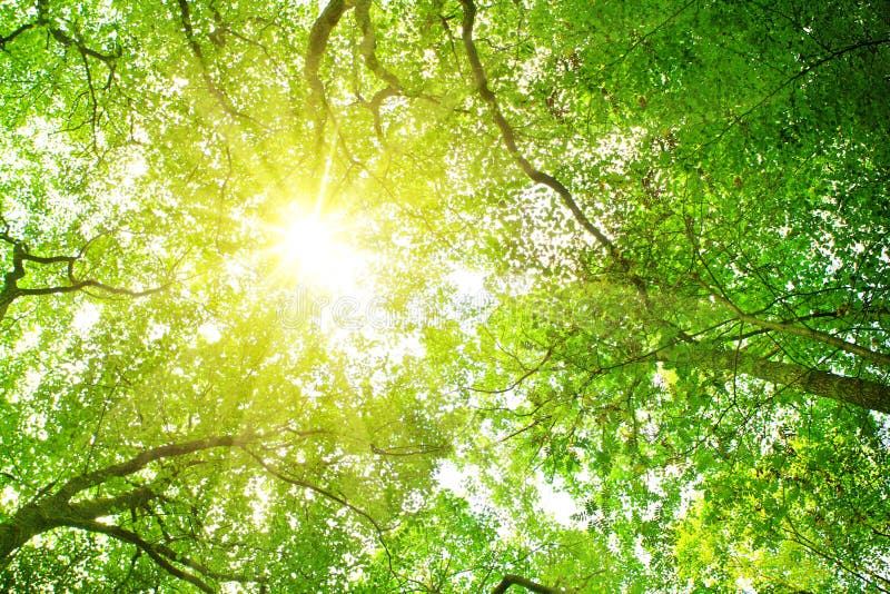 Sunshine in the forest. stock photo. Image of trees, green - 37491758
