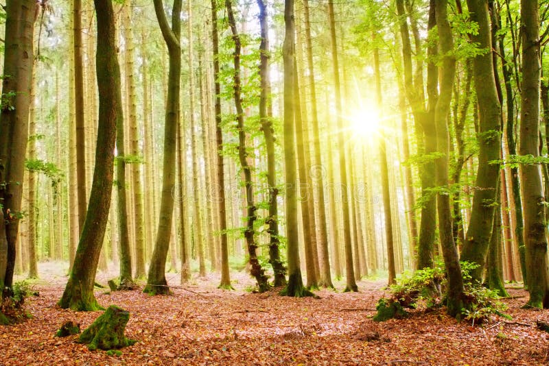 Sunshine in the forest. stock photo. Image of leaf, season - 37491916