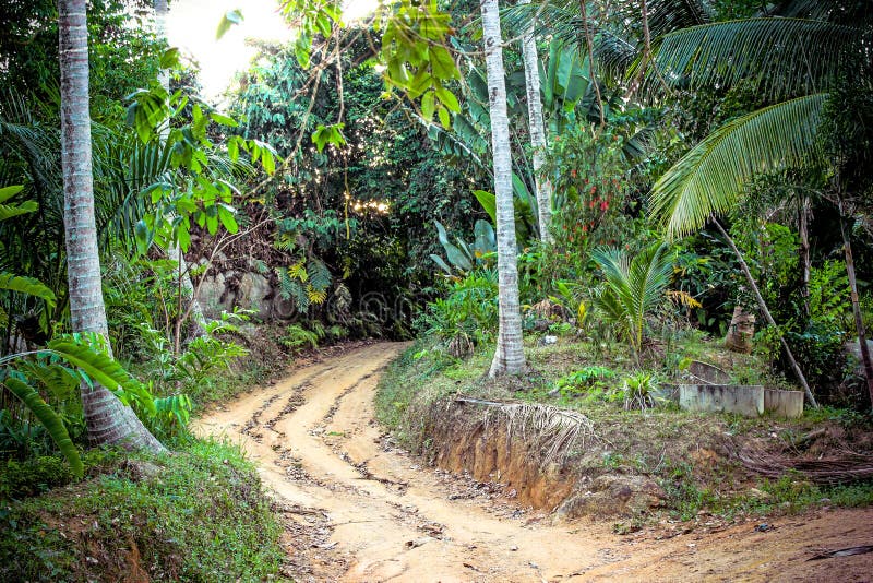 Sunshine in the jungle stock image. Image of diego, park - 11587747