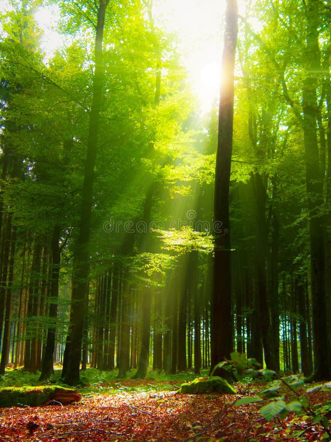 Sunshine in the forest. stock photo. Image of wood, green - 46113810