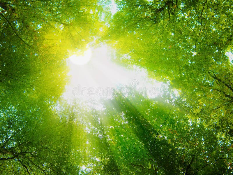 Sunshine in the forest. stock photo. Image of wood, green - 46113810