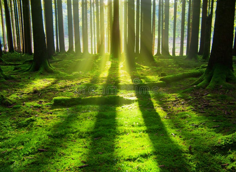 Sunshine in the forest. stock photo. Image of wood, green - 46113810