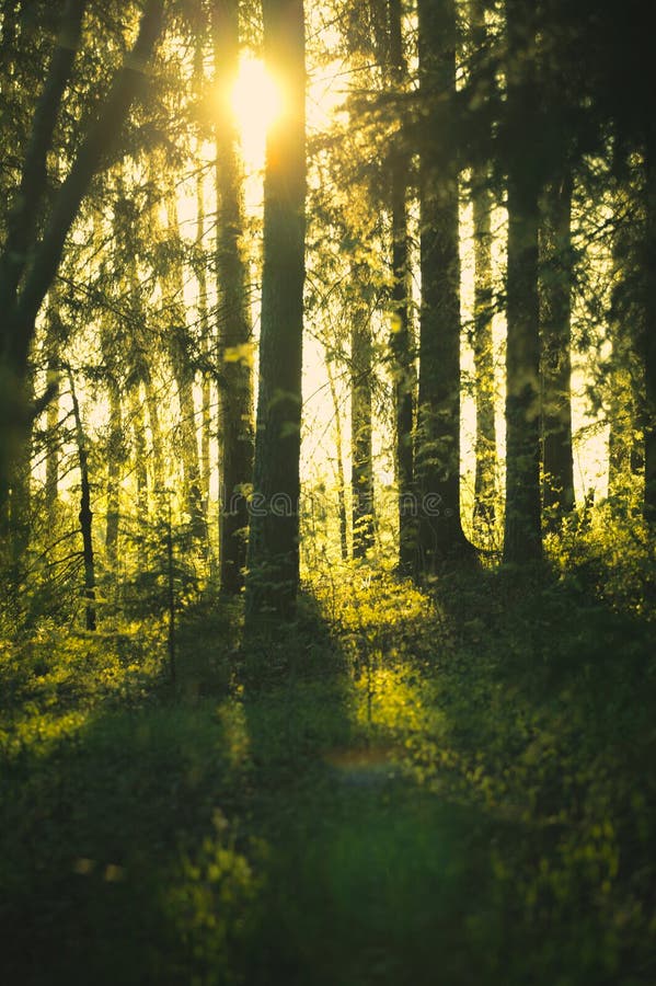 Sunshine in Forest stock photo. Image of outdoors, beams - 34472820