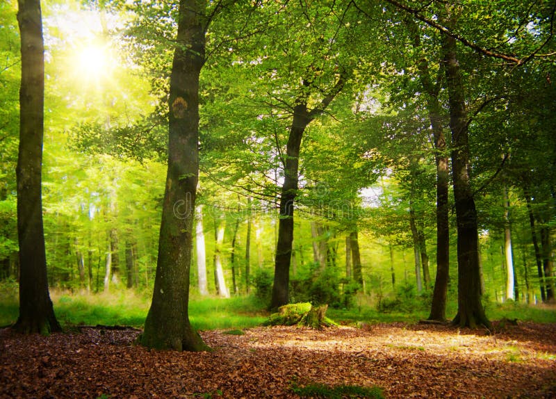 Sunshine in the forest. stock photo. Image of trees, green - 37491758