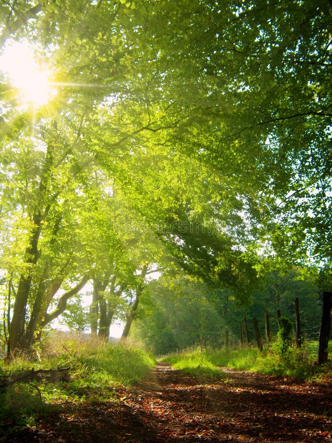 Sunshine in the forest. stock photo. Image of green, wood - 45155258
