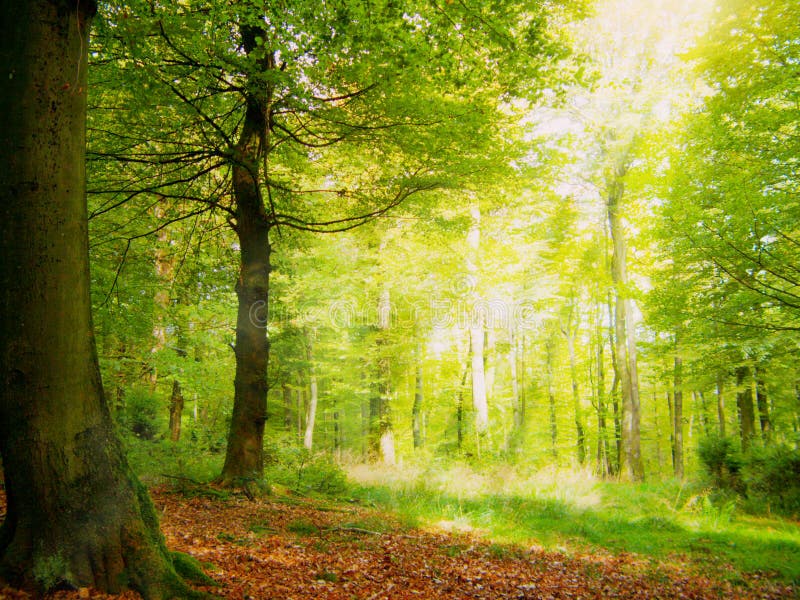 Sunshine in the forest. stock photo. Image of trees, green - 37491758