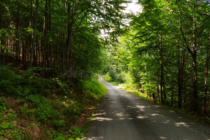 Sunshine Forest Trees. Sun through Green Forest Nature. Forest in Light ...
