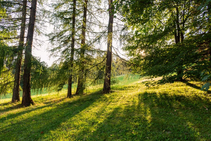 Sunshine Forest Trees. Sun through Green Forest Nature. Forest in Light ...
