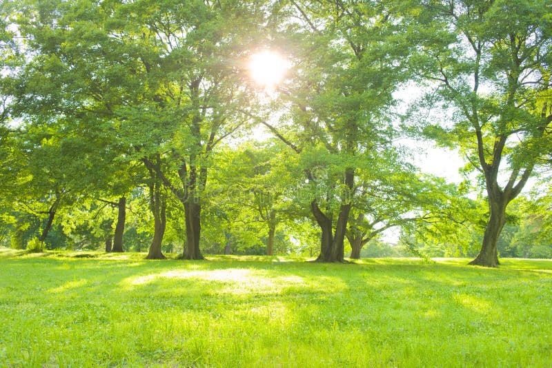 Sunshine garden stock photo. Image of meadow, landscape - 264861422