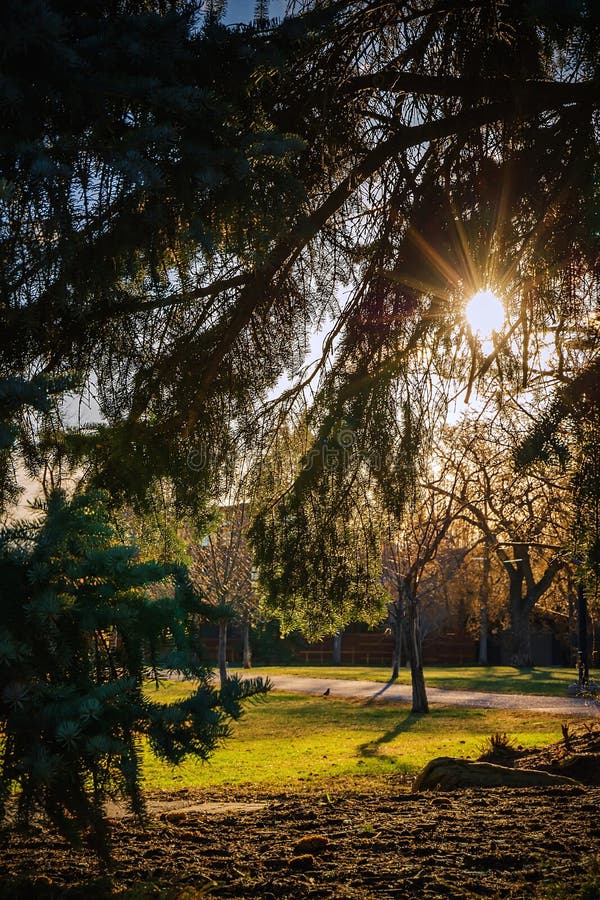 Glowing Spring Flowers stock photo. Image of magenta - 19187734