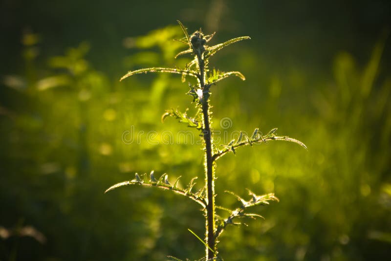 Sunshine Grass in the Summer Forest Stock Photo - Image of nature ...