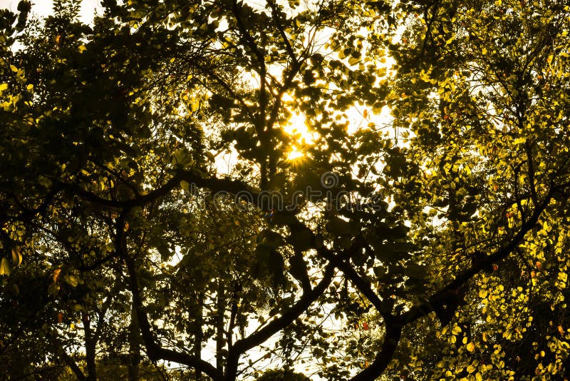 Sunshine Through Green Leafed Tree Picture. Image: 82937607
