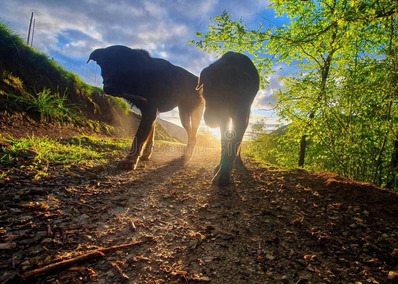 Sunshine Happynes Stock Photos - Free & Royalty-Free Stock Photos from ...