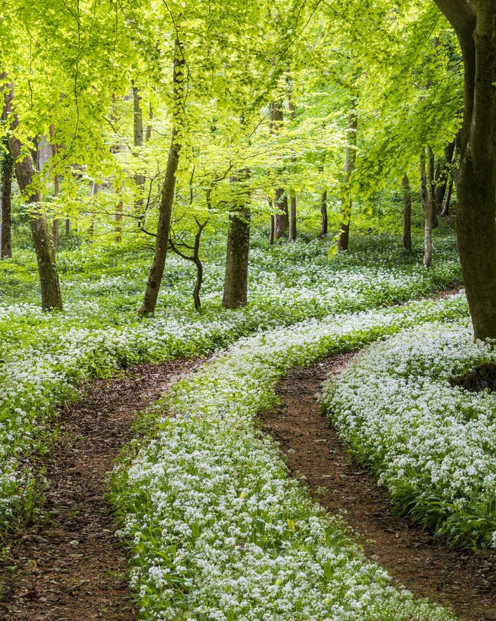 Sunshine Illuminates a Path through Wild Garlic in a Dorset Woodland ...