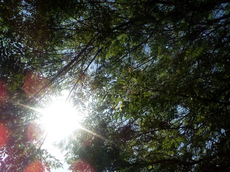 Sunshine from Inside the Forest Scene in Jungle Stock Photo - Image of ...