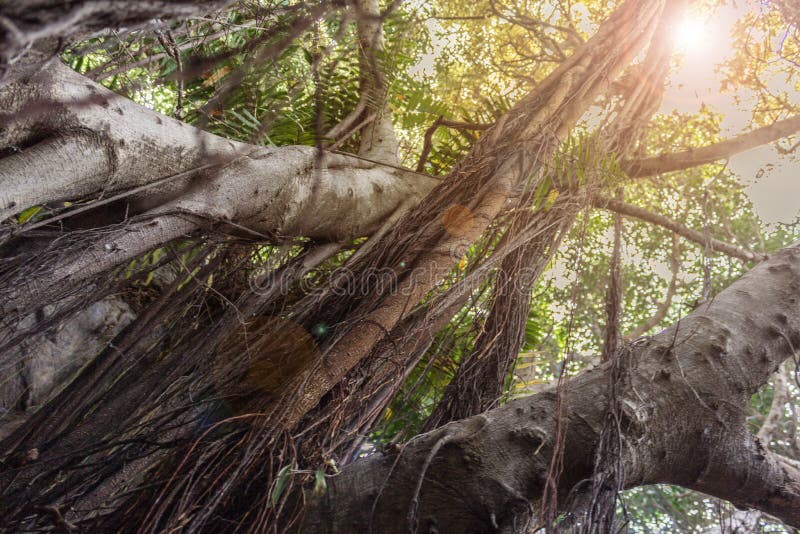 Inside Jungle, Tree in Forest Landscape - Rainforest Vegetation Stock ...