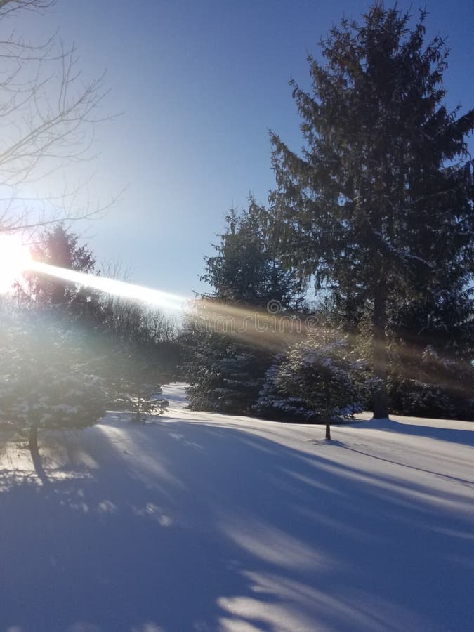 Sunshine Inspiration through Pines Stock Image - Image of pines, beauty ...