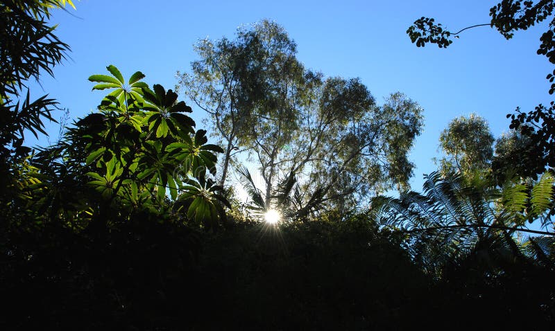 Sunshine in the jungle stock image. Image of diego, park - 11587747