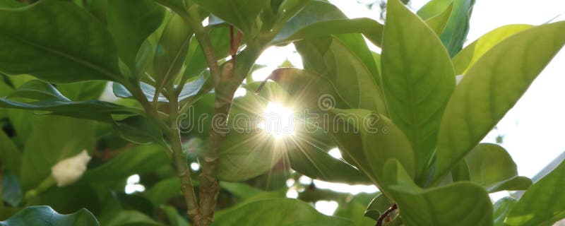 Sunshine stock image. Image of beautiful, green, sunshine - 153074301