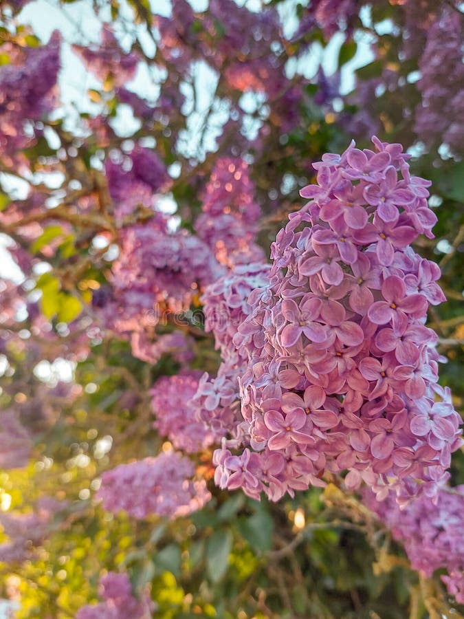 Sunshine on the Lilac Tree Blossom Stock Photo - Image of tree ...