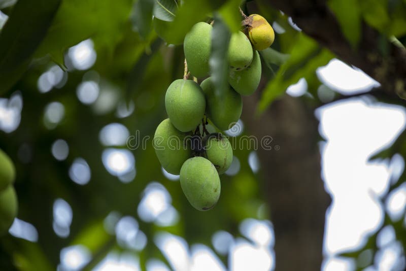 Sunshine, Mango Tree, Ripe, Mango, Fruit Stock Image - Image of fiber ...