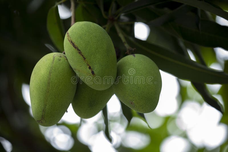 Sunshine, Mango Tree, Ripe, Mango, Fruit Stock Photo - Image of dietary ...