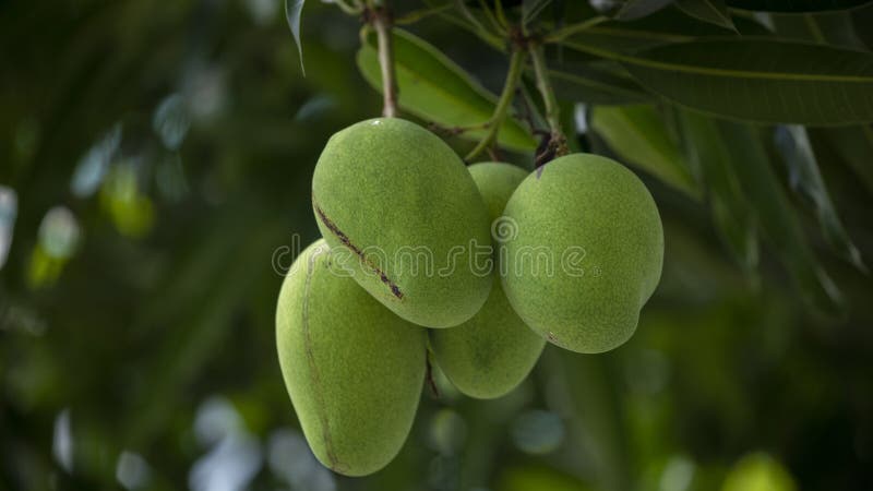 Sunshine, Mango Tree, Ripe, Mango, Fruit Stock Photo - Image of nature ...