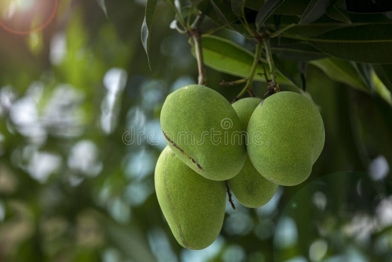 Sunshine, Mango Tree, Ripe, Mango, Fruit Stock Photo - Image of ripe ...