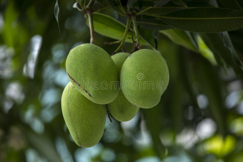 Sunshine, Mango Tree, Ripe, Mango, Fruit Stock Photo - Image of citrus ...