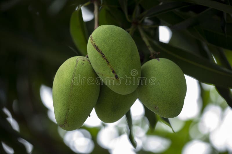 Sunshine, Mango Tree, Ripe, Mango, Fruit Stock Photo - Image of dietary ...