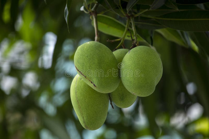 Sunshine, Mango Tree, Ripe, Mango, Fruit Stock Image - Image of sale ...