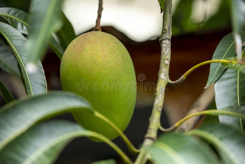 Sunshine, Mango Tree, Ripe, Mango, Fruit Stock Photo - Image of ...