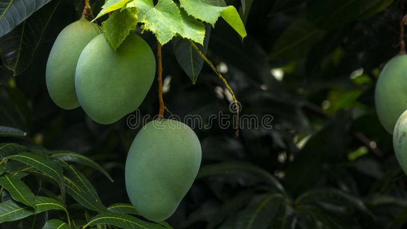 Sunshine, Mango Tree, Ripe, Mango, Fruit Stock Image - Image of lemon ...