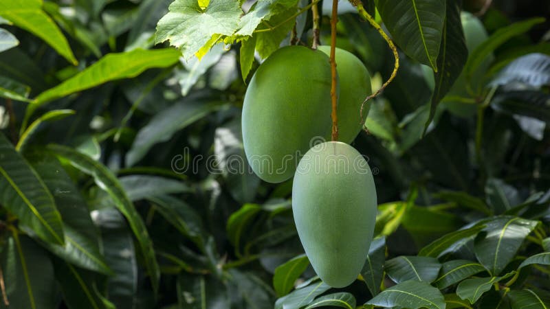 Sunshine, Mango Tree, Ripe, Mango, Fruit Stock Photo - Image of sour ...
