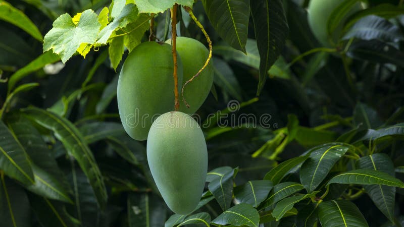 Sunshine, Mango Tree, Ripe, Mango, Fruit Stock Photo - Image of food ...