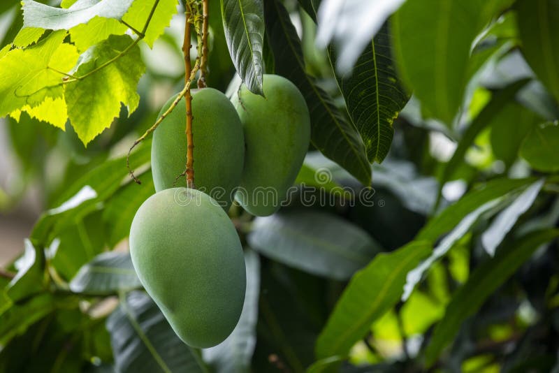 Sunshine, Mango Tree, Ripe, Mango, Fruit Stock Photo - Image of dietary ...