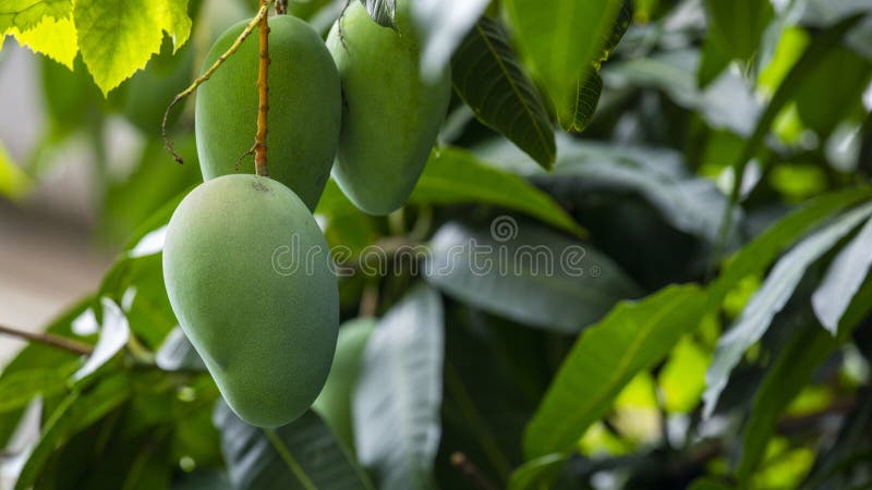 Sunshine, Mango Tree, Ripe, Mango, Fruit Stock Image - Image of sale ...