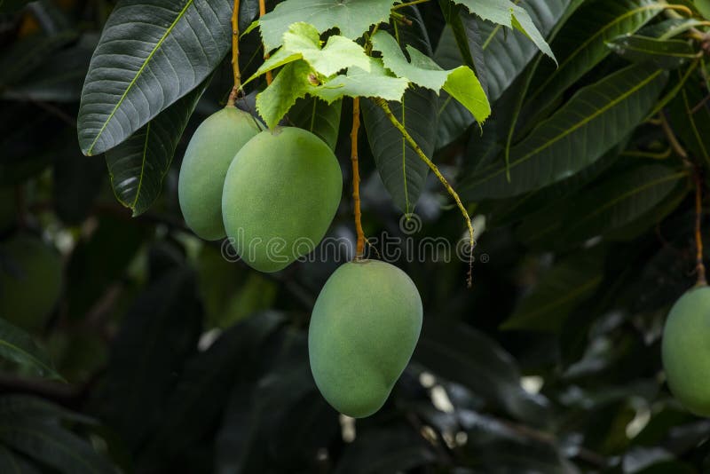 Sunshine, Mango Tree, Ripe, Mango, Fruit Stock Photo - Image of ...