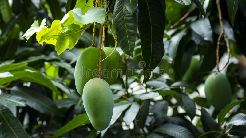 Sunshine, Mango Tree, Ripe, Mango, Fruit Stock Photo - Image of sale ...