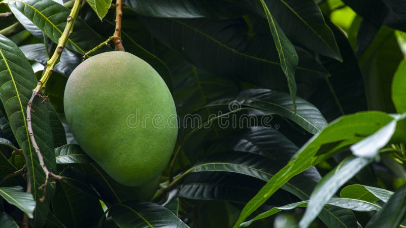 Sunshine, Mango Tree, Ripe, Mango, Fruit Stock Photo - Image of aroma ...