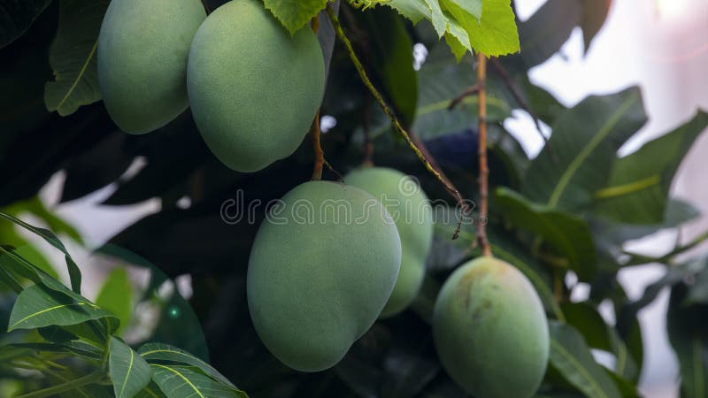 Sunshine, Mango Tree, Ripe, Mango, Fruit Stock Photo - Image of fresh ...