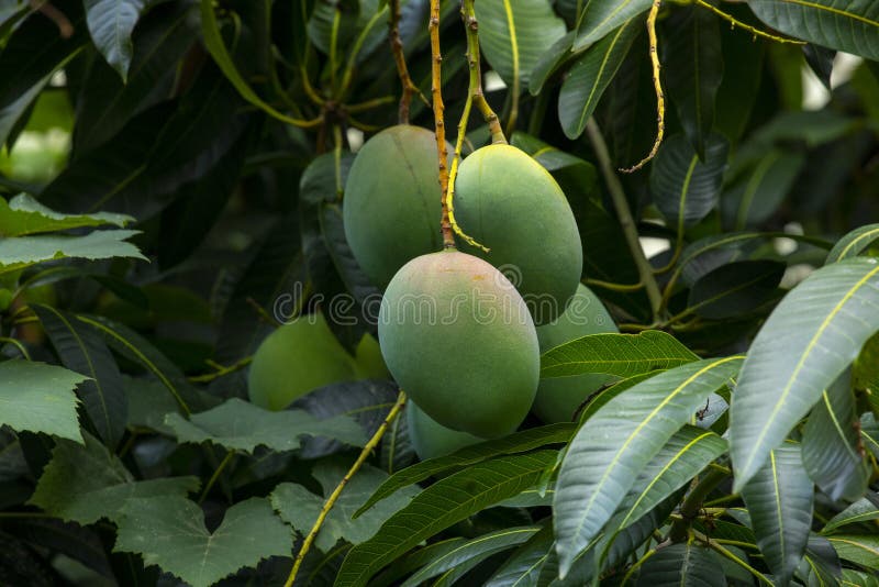 Sunshine, Mango Tree, Ripe, Mango, Fruit Stock Photo - Image of rich ...