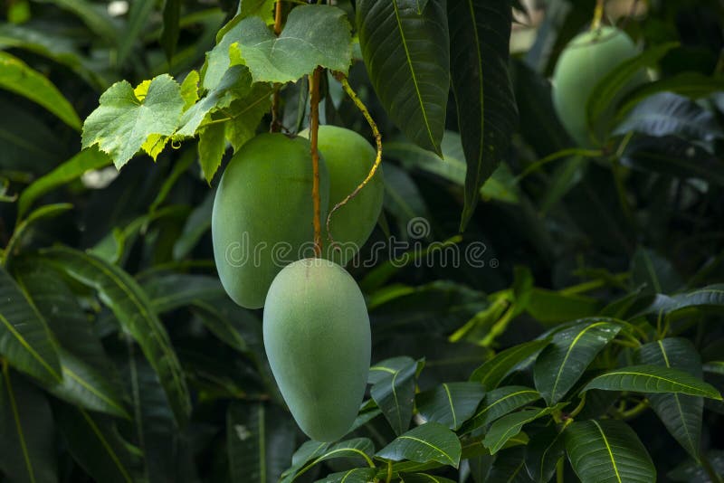 Sunshine, Mango Tree, Ripe, Mango, Fruit Stock Photo - Image of ...