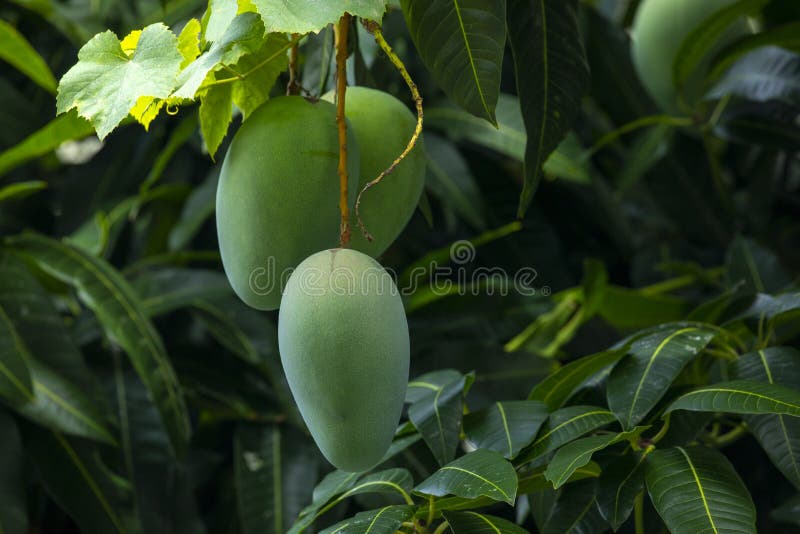 Sunshine, Mango Tree, Ripe, Mango, Fruit Stock Image - Image of fiber ...