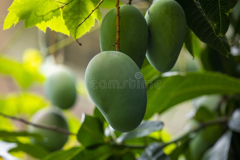 Sunshine, Mango Tree, Ripe, Mango, Fruit Stock Photo - Image of south ...