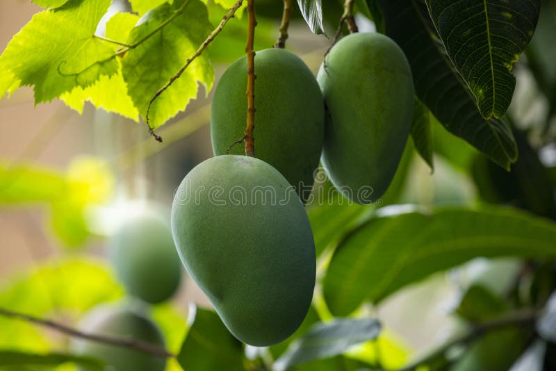Sunshine, Mango Tree, Ripe, Mango, Fruit Stock Image - Image of south ...