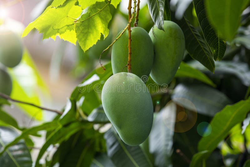 Sunshine, Mango Tree, Ripe, Mango, Fruit Stock Image - Image of fiber ...